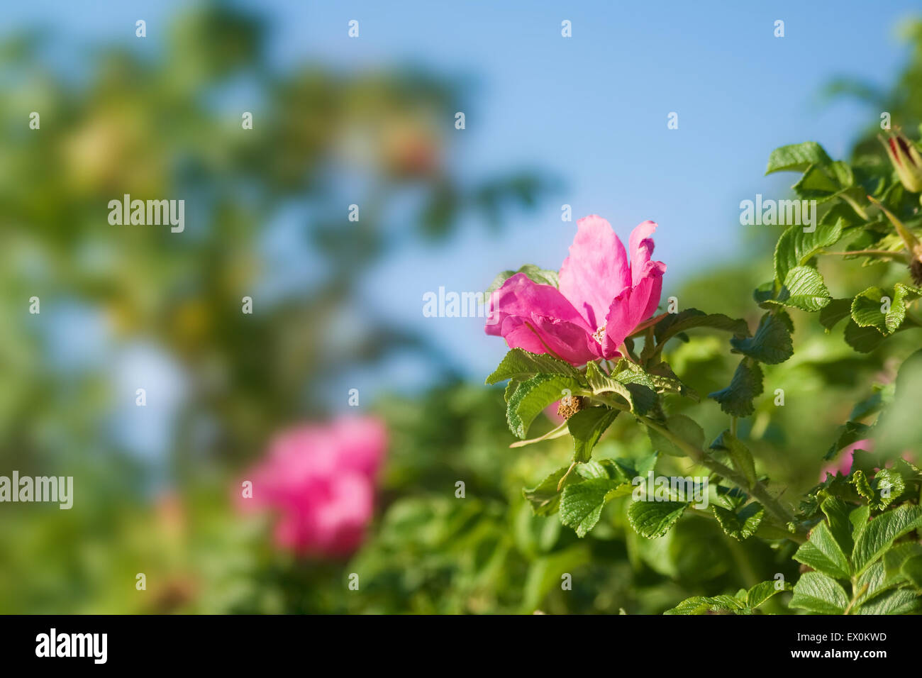 Dog roses with blue sky Stock Photo - Alamy