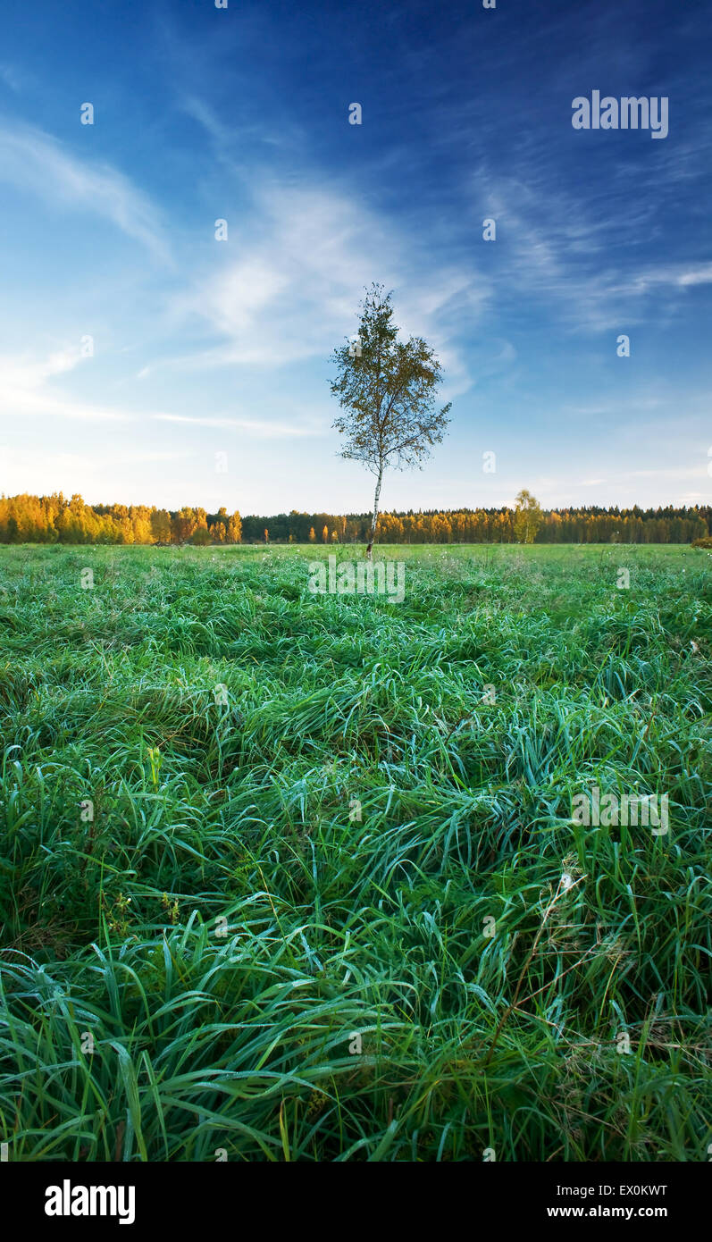 Single tree wet field hi-res stock photography and images - Alamy
