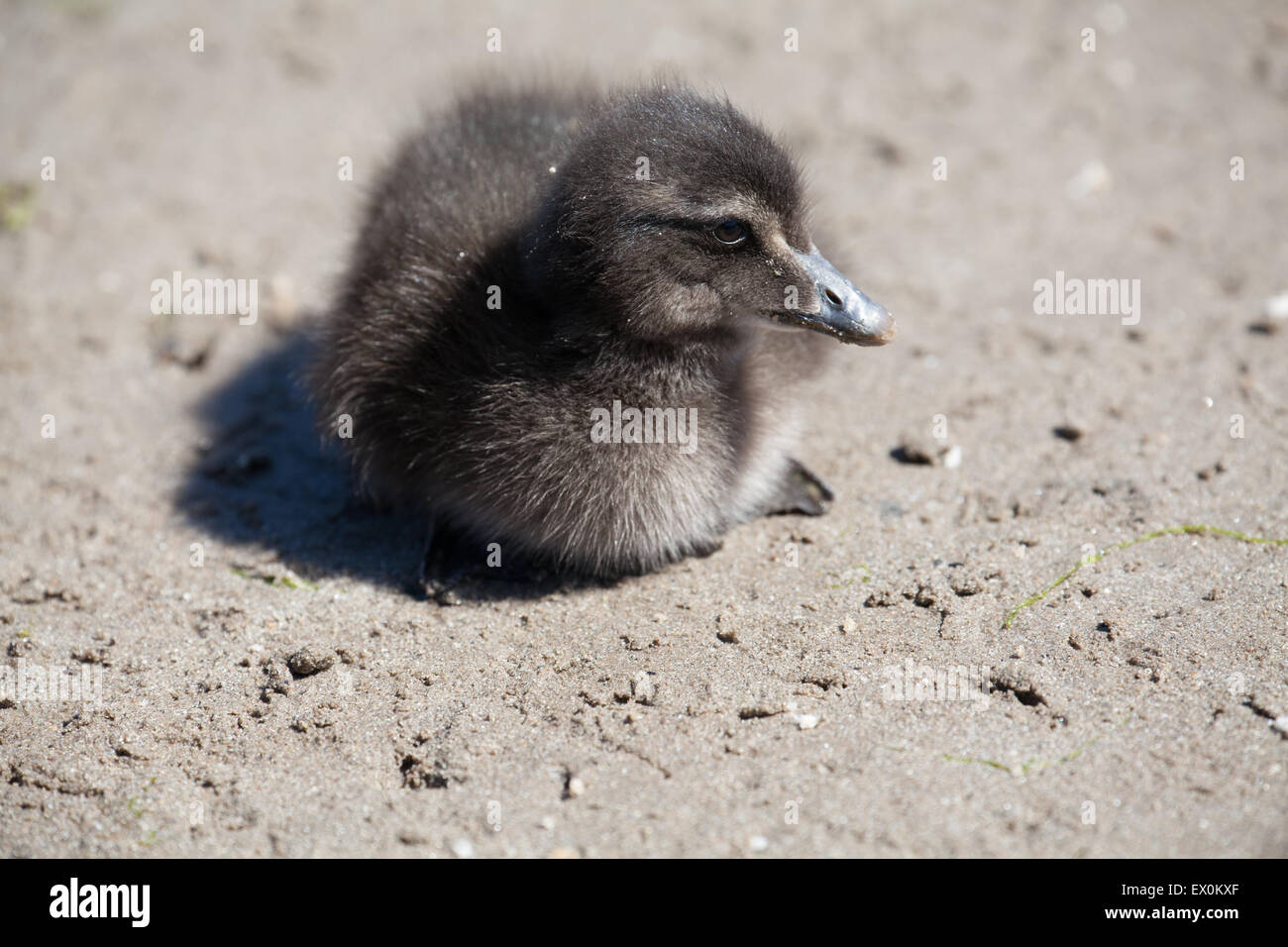 Baby eider duck chick on hi-res stock photography and images - Alamy