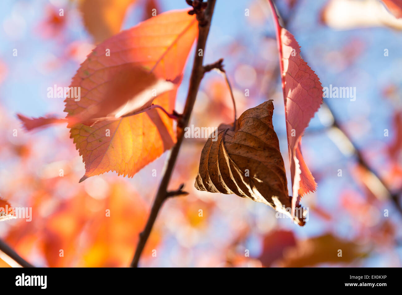 Leaves in the sun Stock Photo - Alamy
