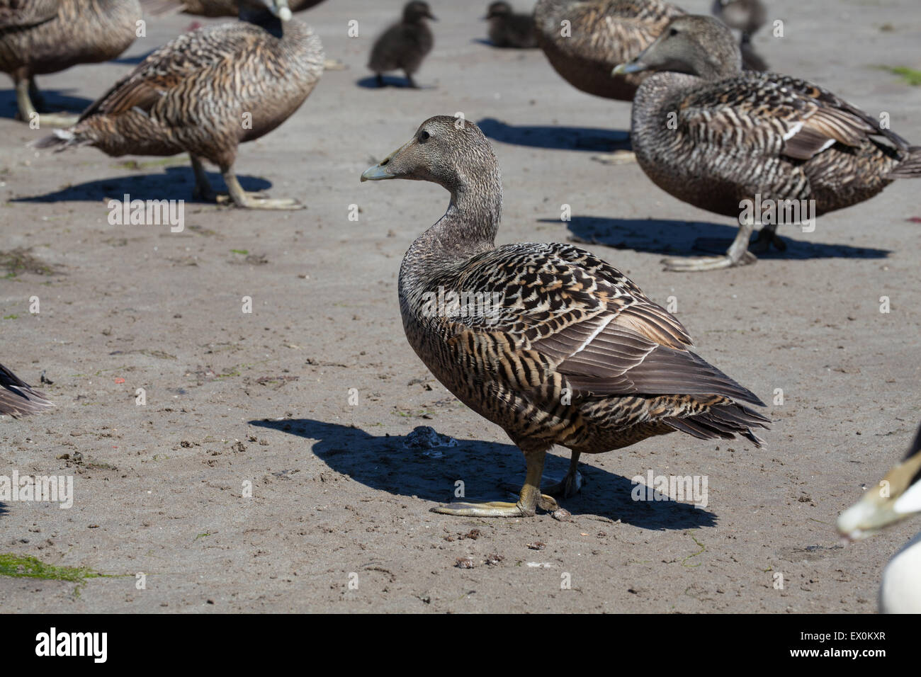 Female eider ducks with chicks on Seahouses beach Northumberland ...