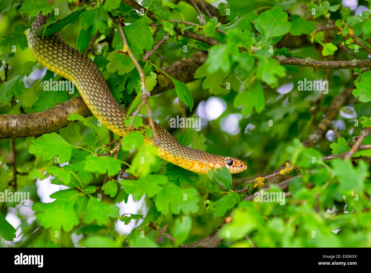 Chandan Tree With Snake