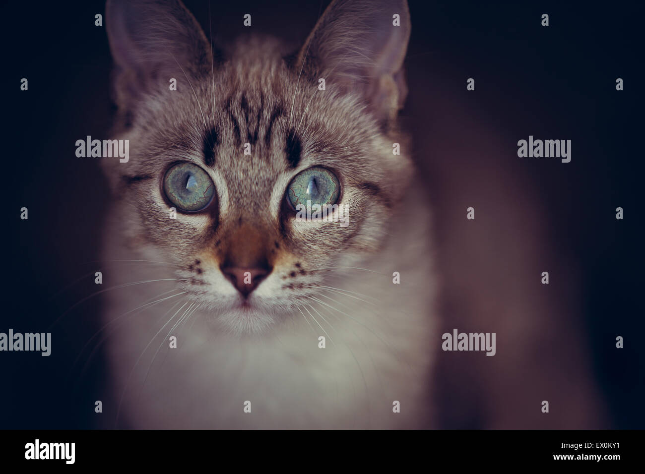 Stare eyes hi-res stock photography and images - Alamy