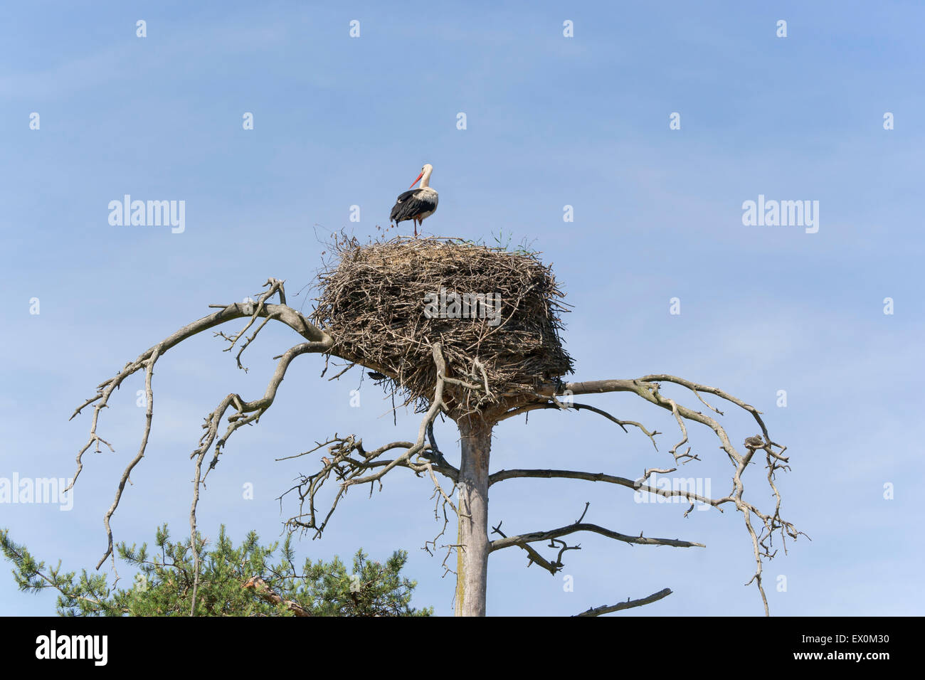 Love birds nest hi-res stock photography and images - Alamy
