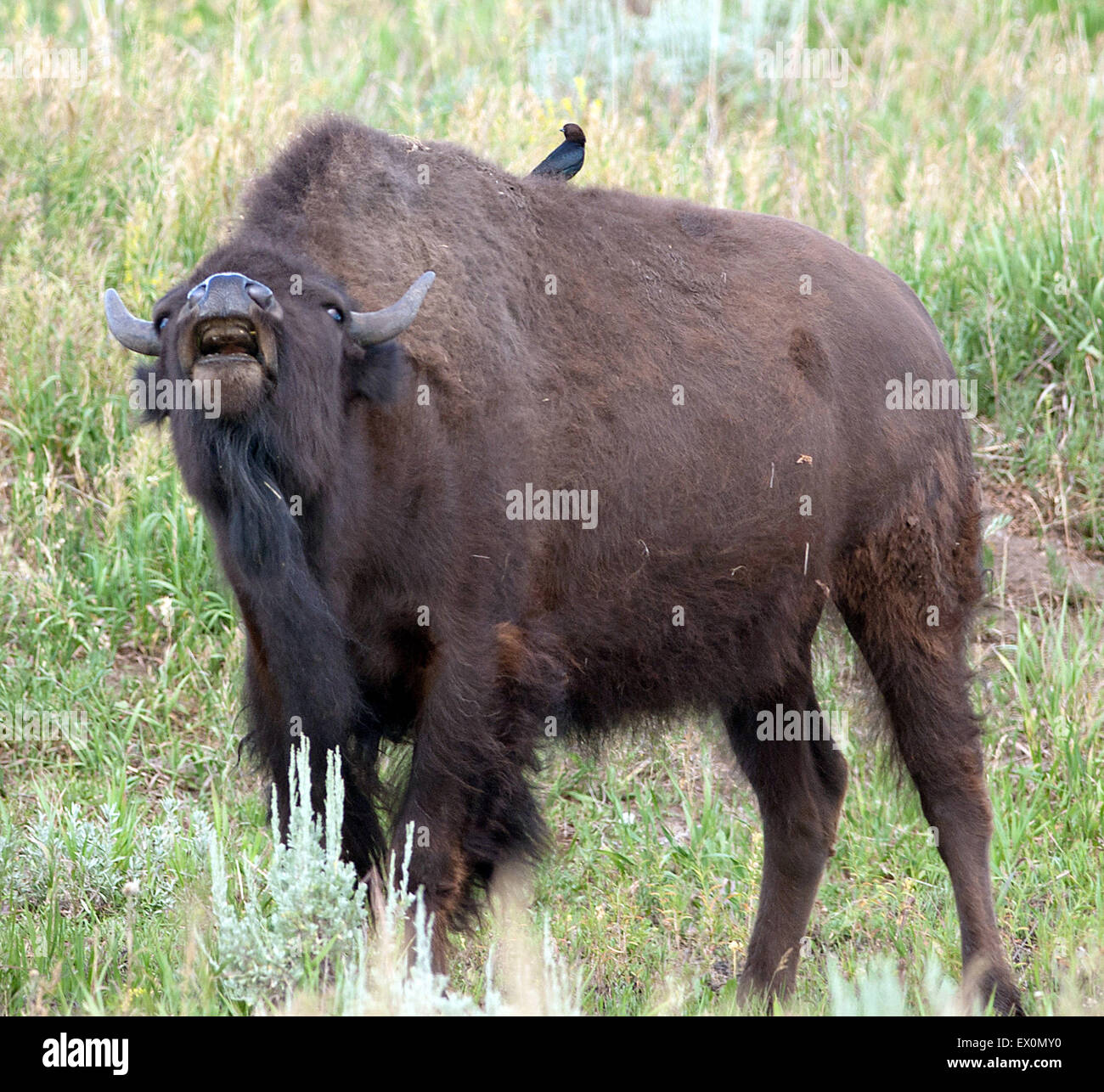 A bison calls in Grand Teton National Park, Jackson, Wyoming Stock ...