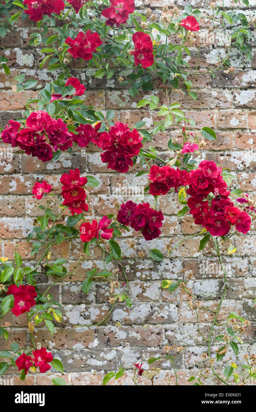 Red roses brick wall hi-res stock photography and images - Alamy