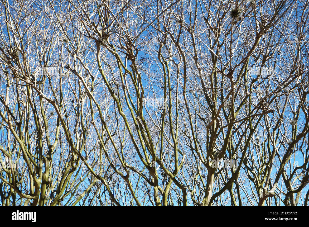 Tree branches without leaves in the fall with a blue sky Stock Photo ...