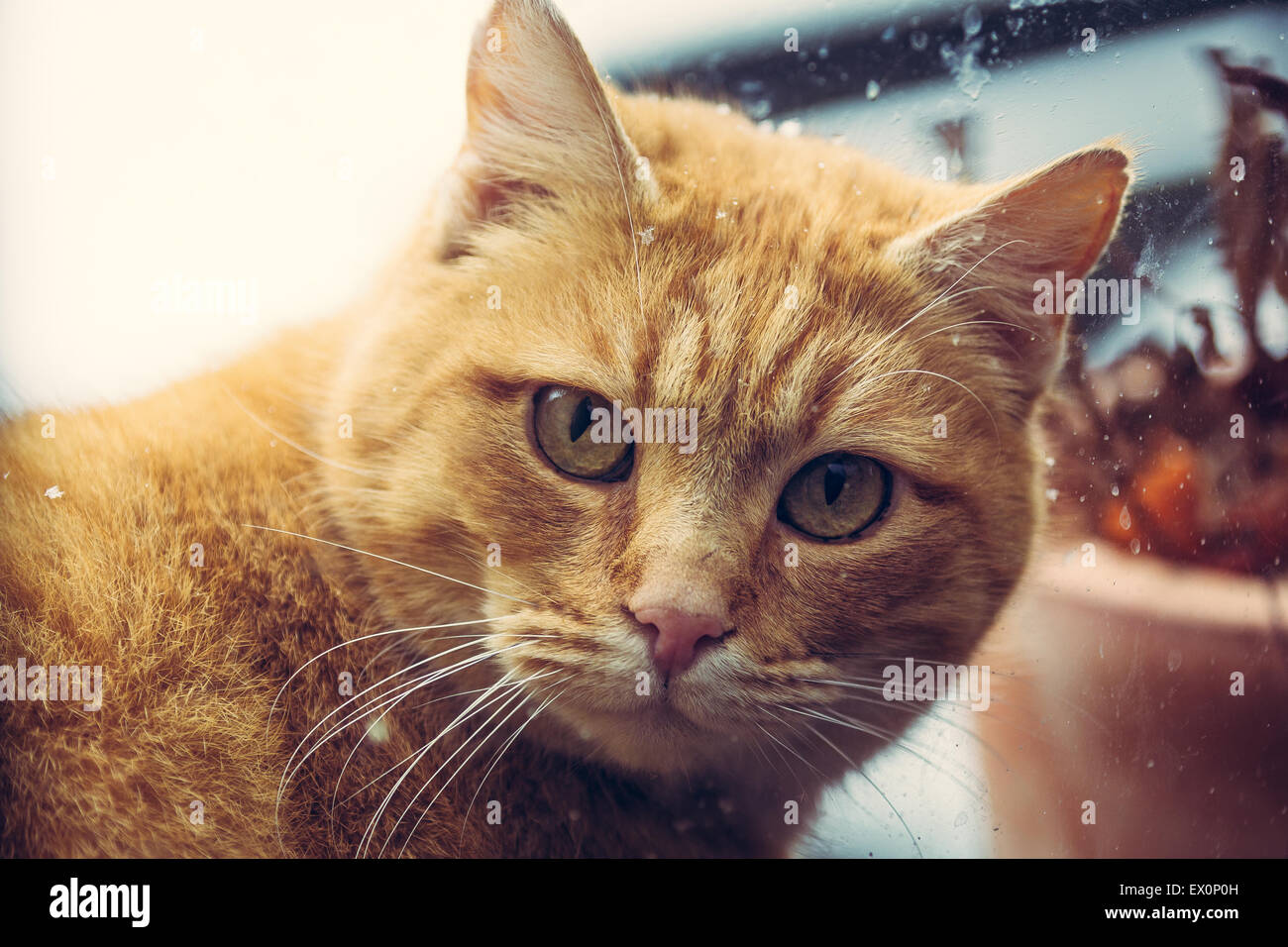 Stare eyes hi-res stock photography and images - Alamy