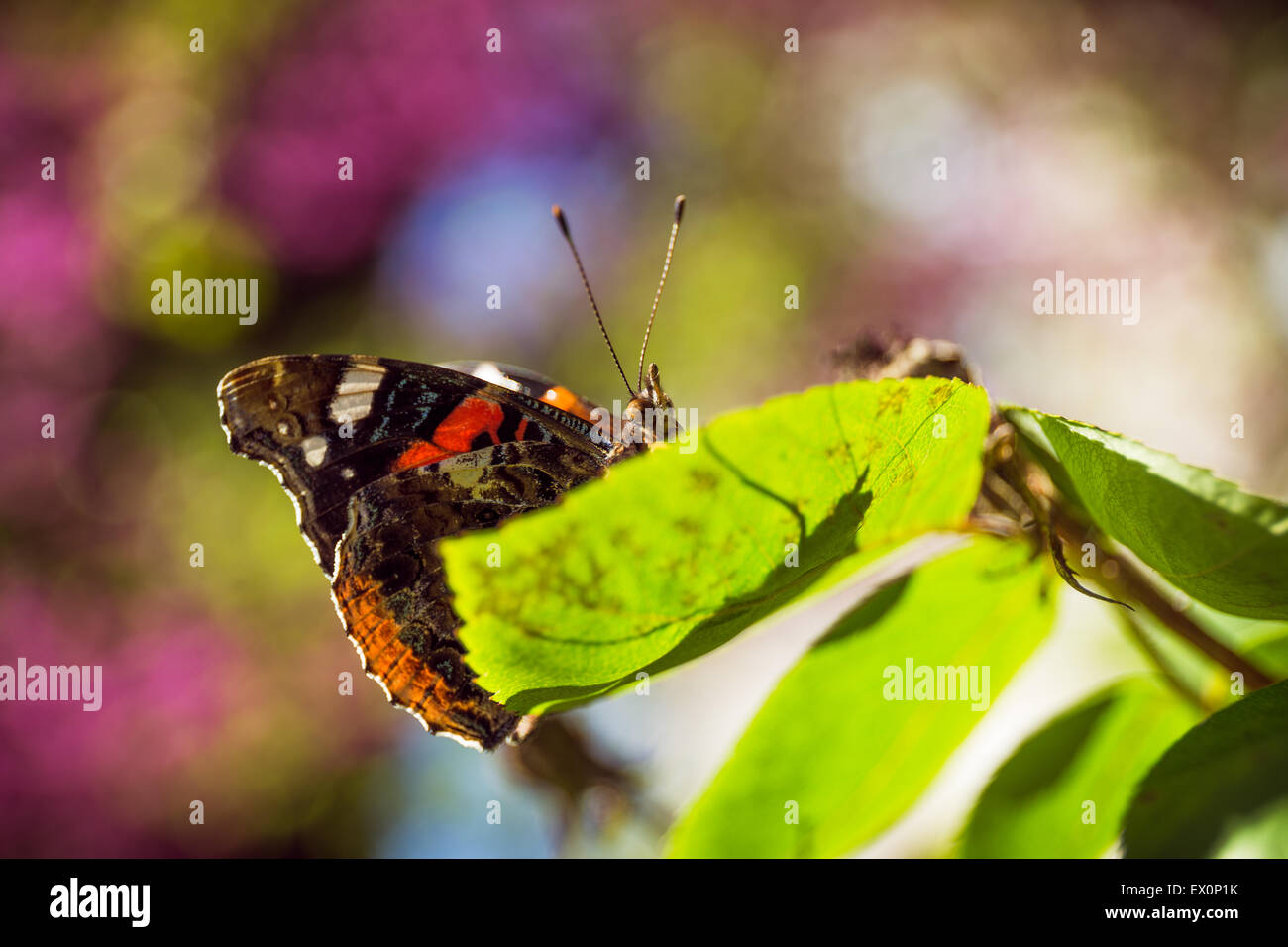 Flower leaf nature hi-res stock photography and images - Alamy