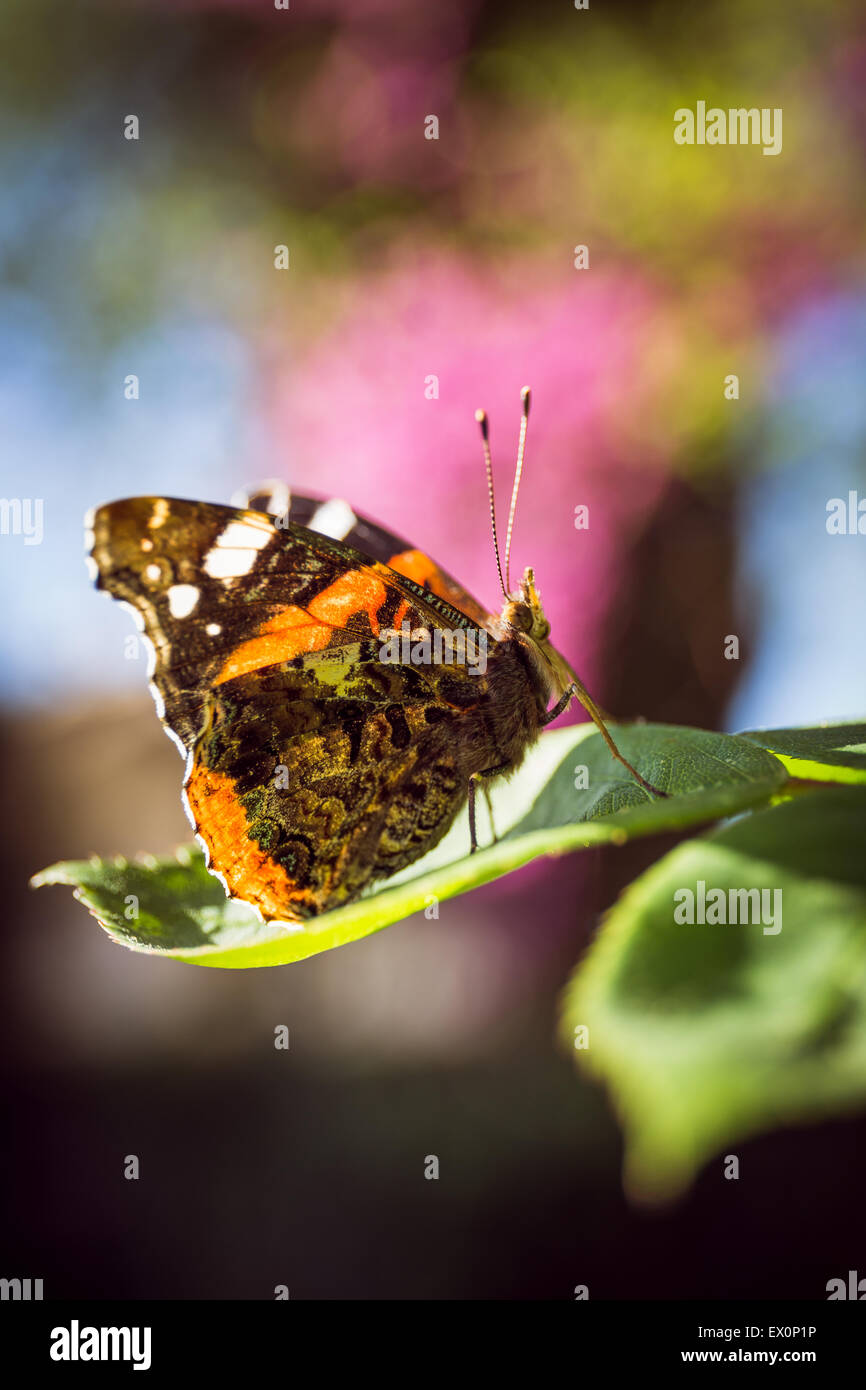 Plant flower leaf butterfly hi-res stock photography and images - Alamy