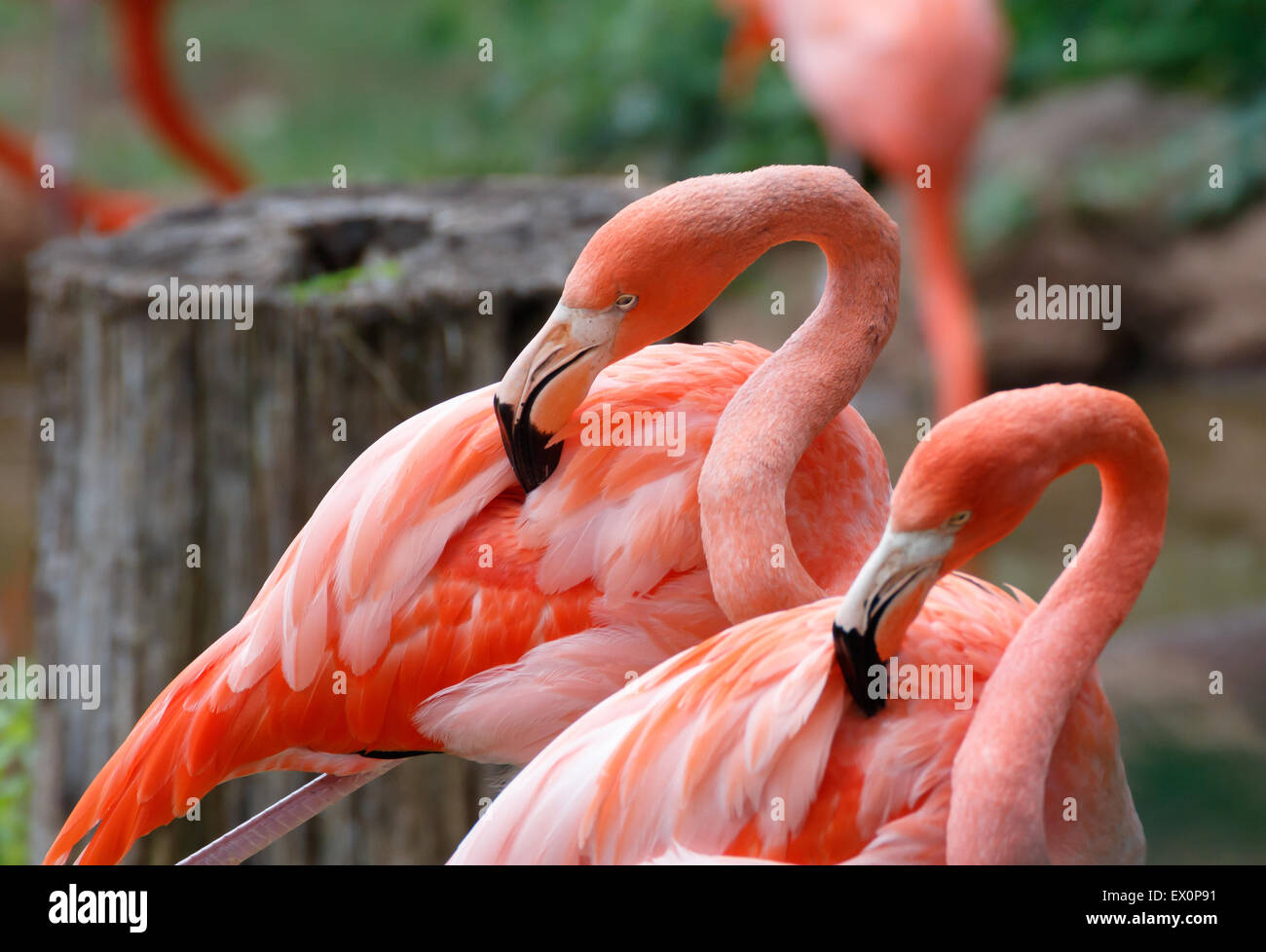 Two flamingos mirror each other in a zoo Stock Photo - Alamy