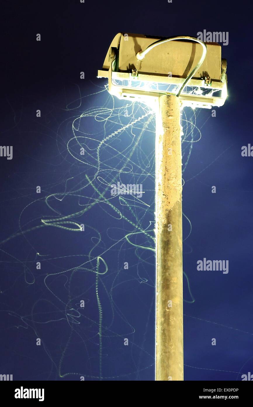 Various flying insects leave traces against the night sky in a long ...