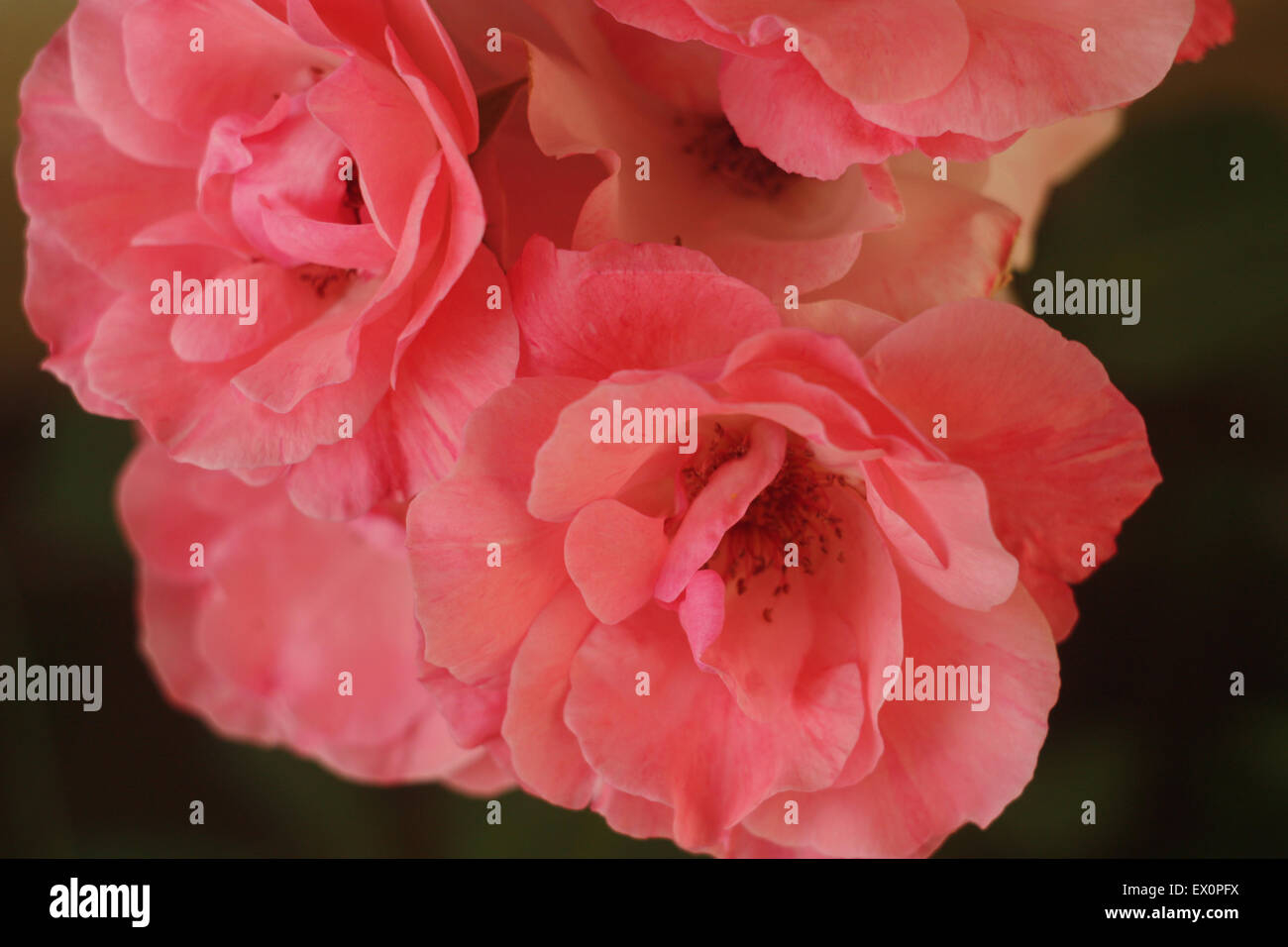 Rose ruby wedding flower hi-res stock photography and images - Alamy