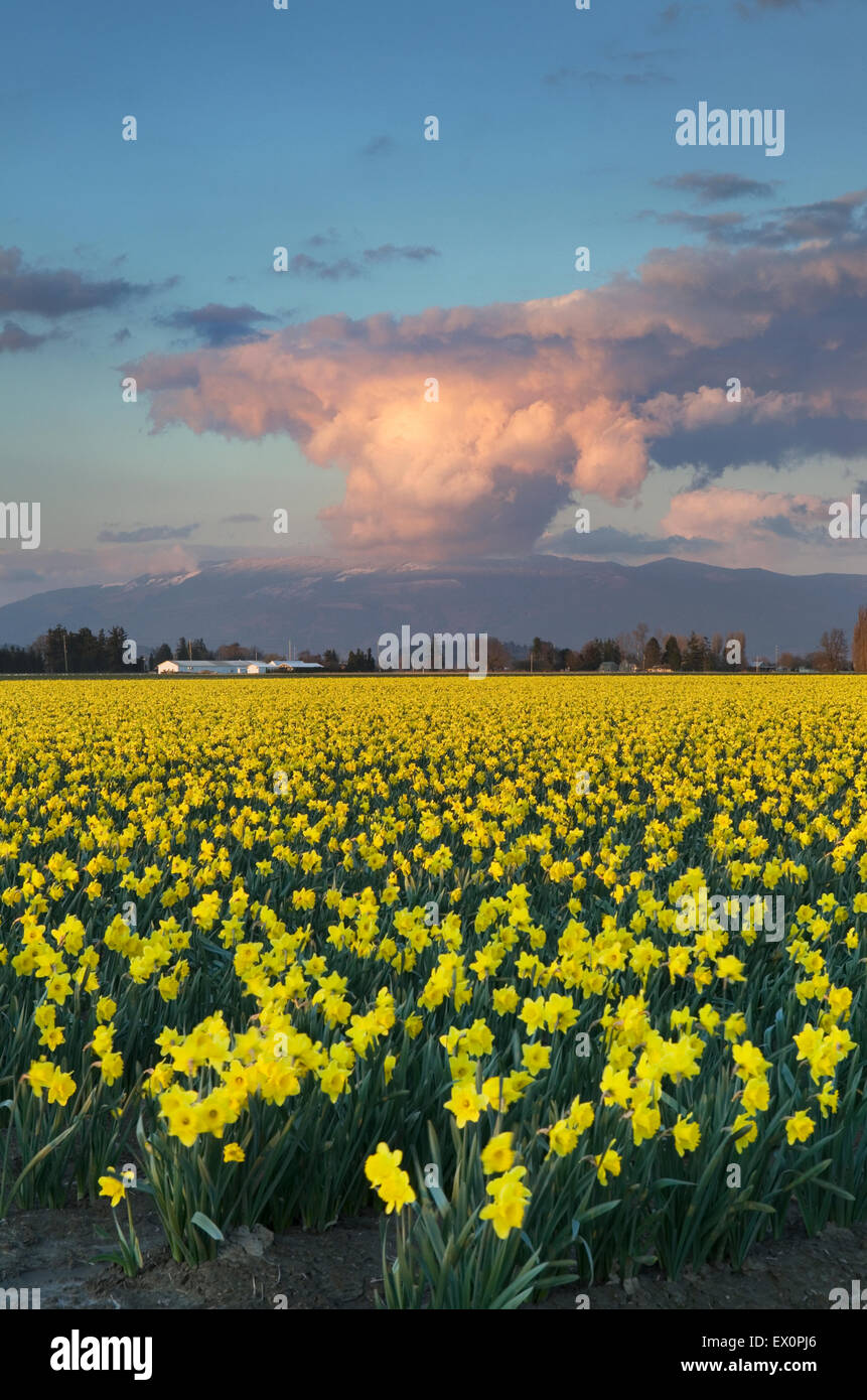 Skagit Valley Daffodils fields Stock Photo - Alamy