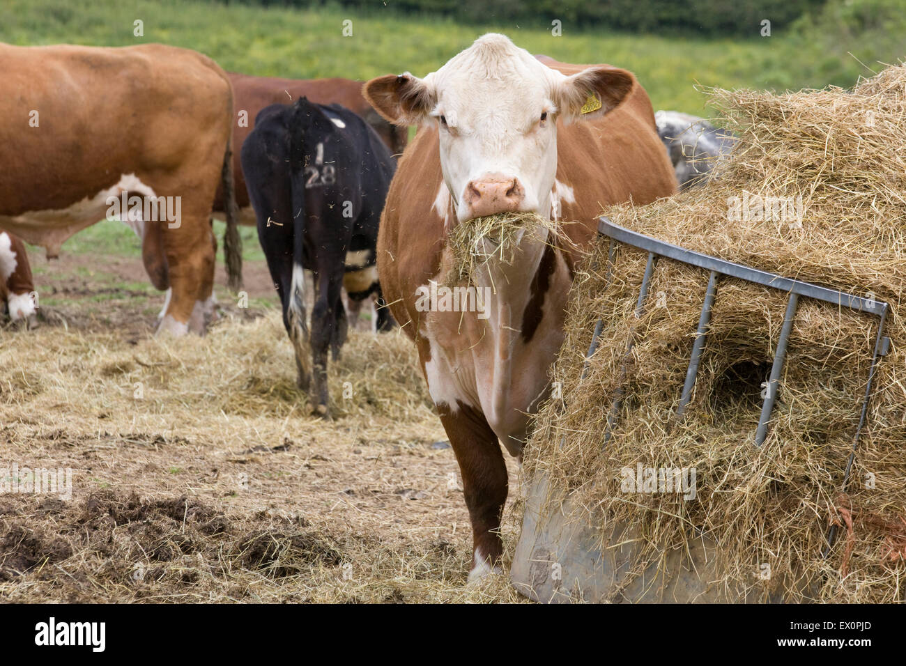 Cattle Eating Hay High Resolution Stock Photography and Images - Alamy