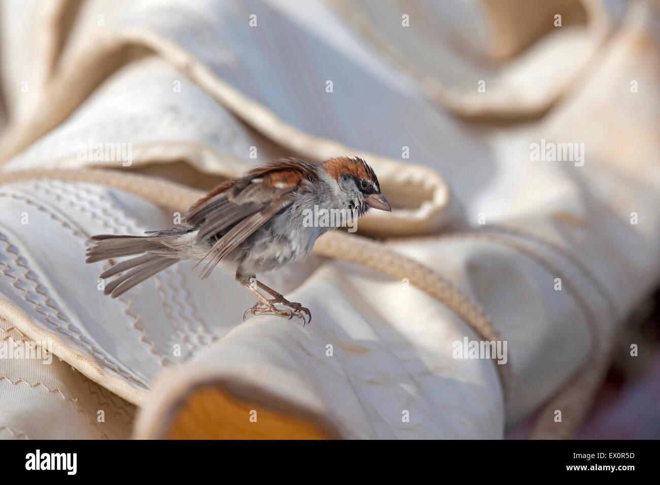 Birds of cape verde islands hi-res stock photography and images - Alamy