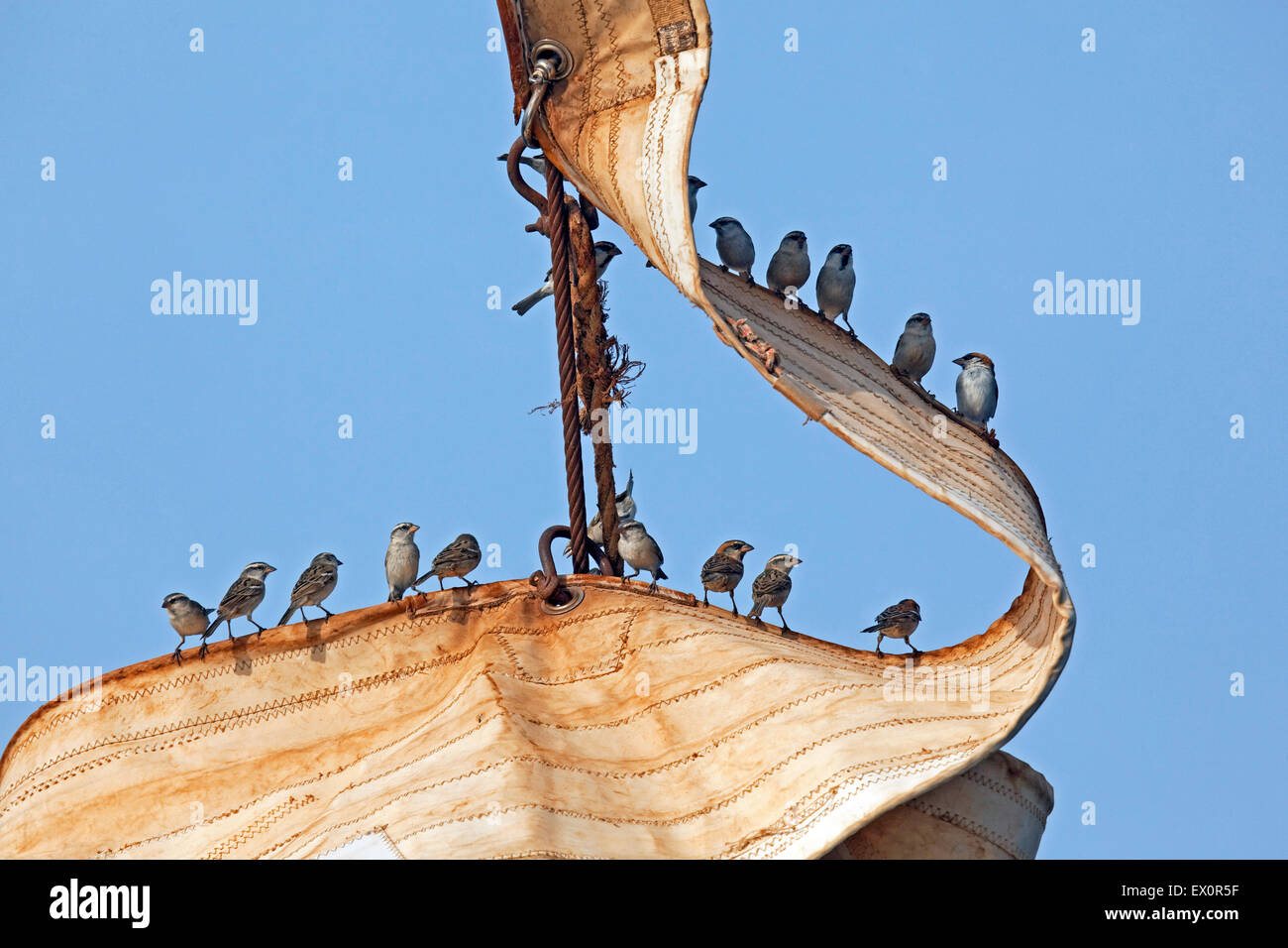 Flock of Lago sparrows / Cape Verde sparrow / rufous-backed sparrow ...