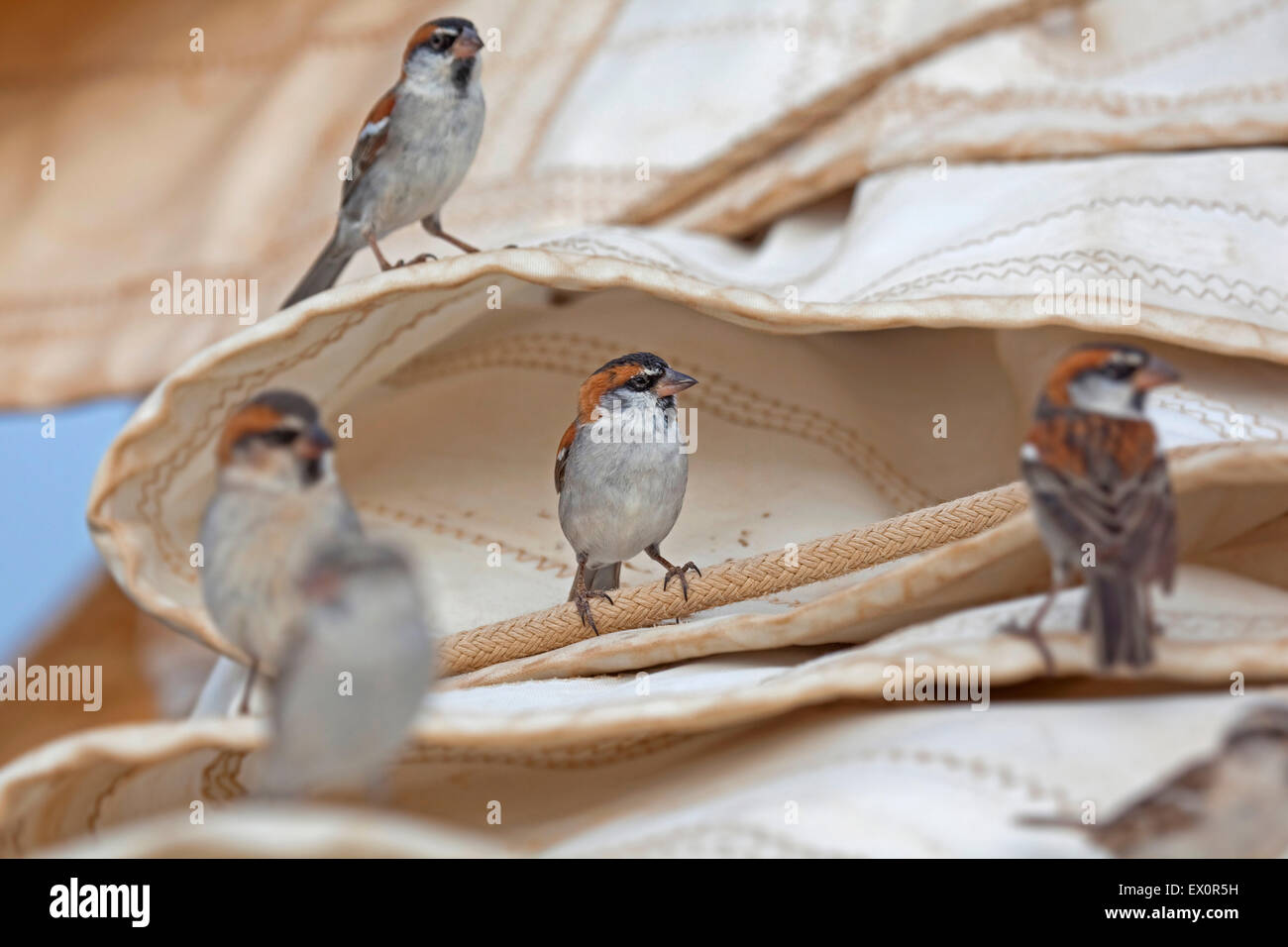 Birds of cape verde islands hi-res stock photography and images - Alamy