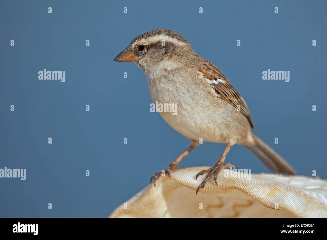 Birds of cape verde islands hi-res stock photography and images - Alamy