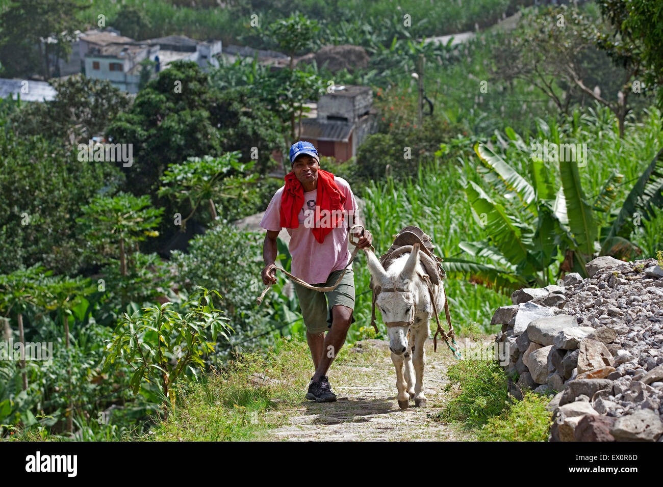 Creole man with donkey for transport in the Ribeira Grande Valley on ...