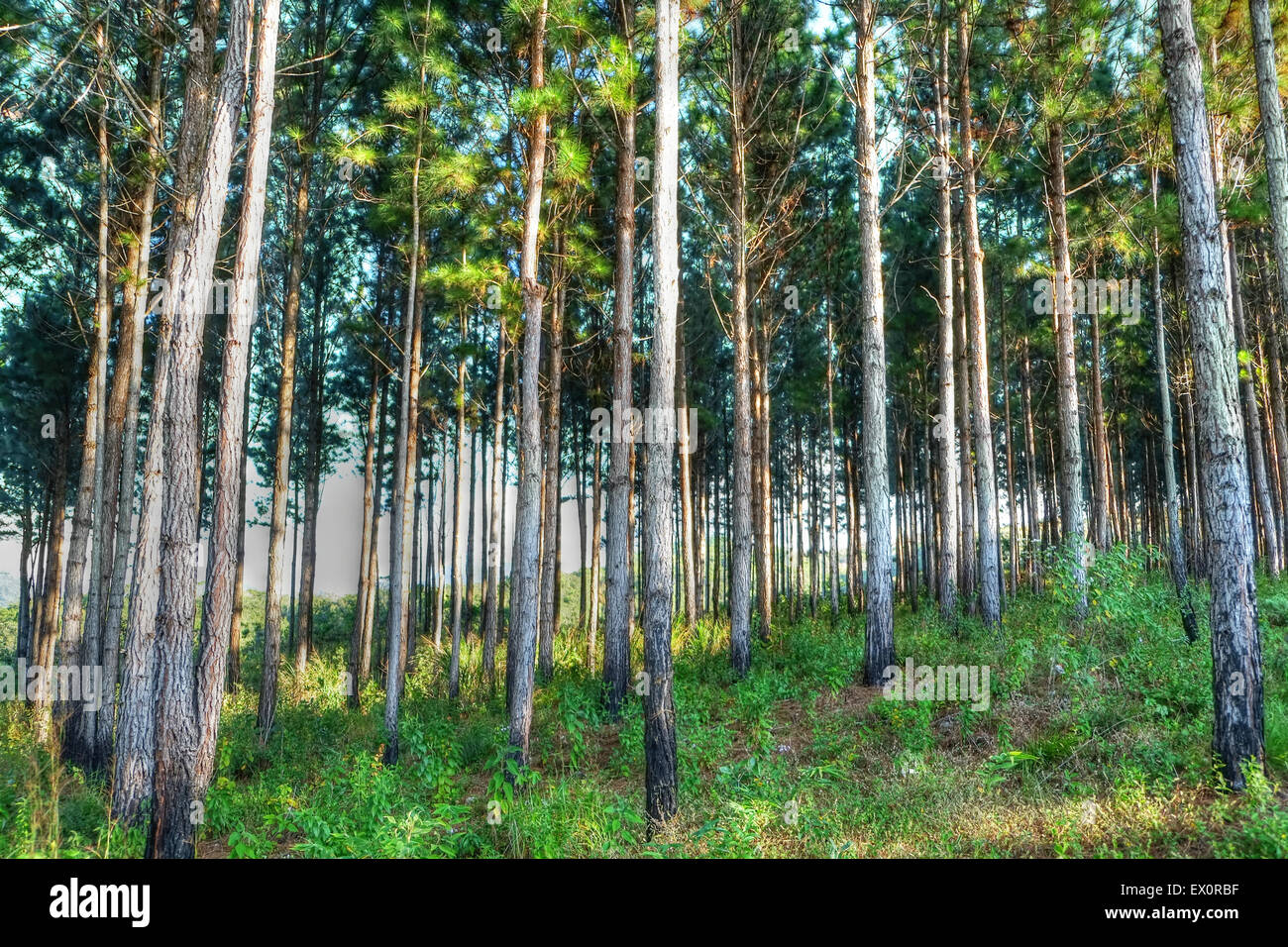 Landscape panama hi-res stock photography and images - Alamy