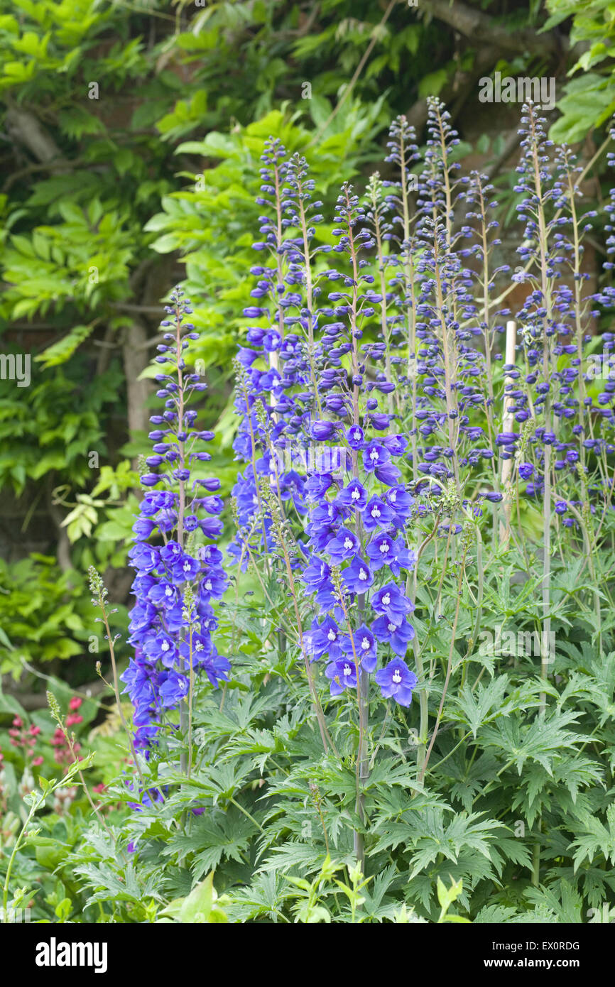 Delphiniums herbaceous border hi-res stock photography and images - Alamy