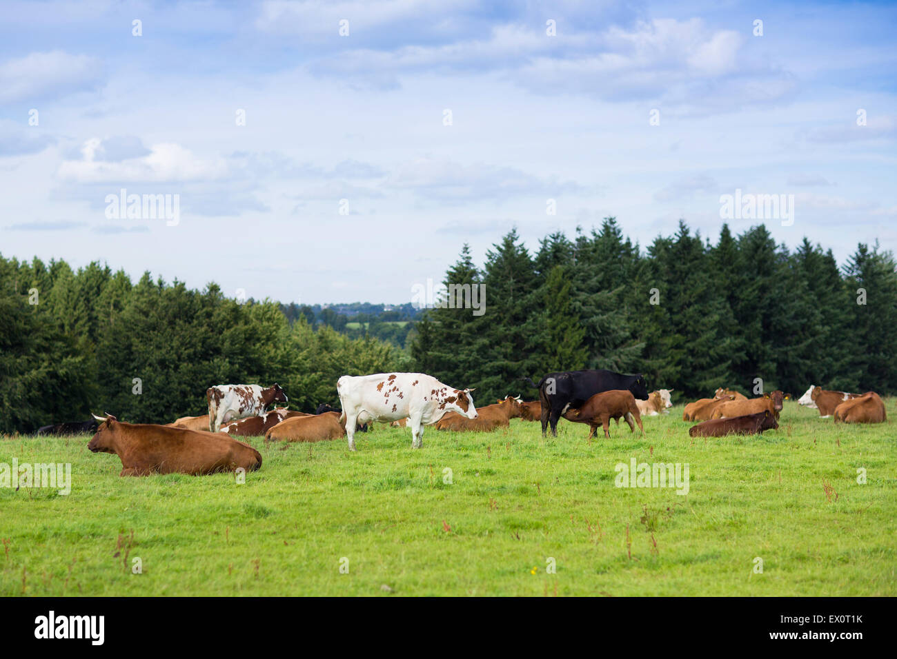 Beautiful scenery of a field and hills landscape with cows on a sunny ...