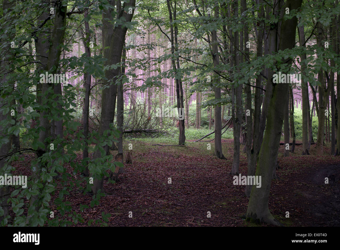 Misk Hills Nottinghamshire Woodlands Stock Photo - Alamy