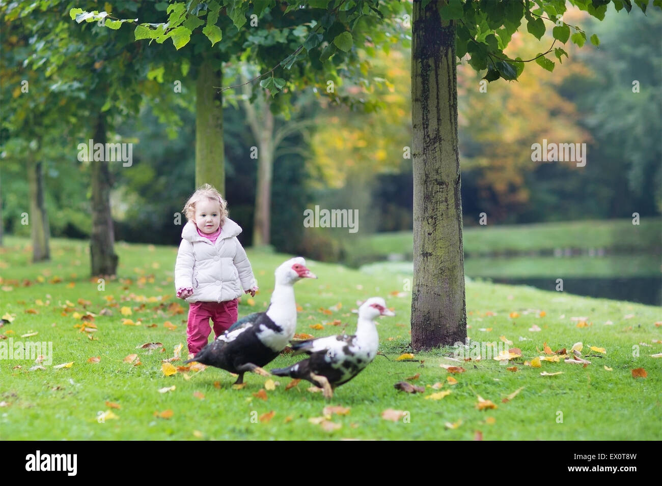 Baby duck pond child hi-res stock photography and images - Alamy