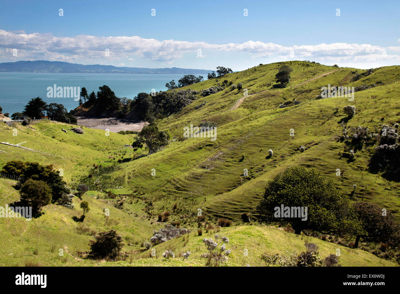 Meadows and hills on the Coromandel Peninsula, North Island, New ...