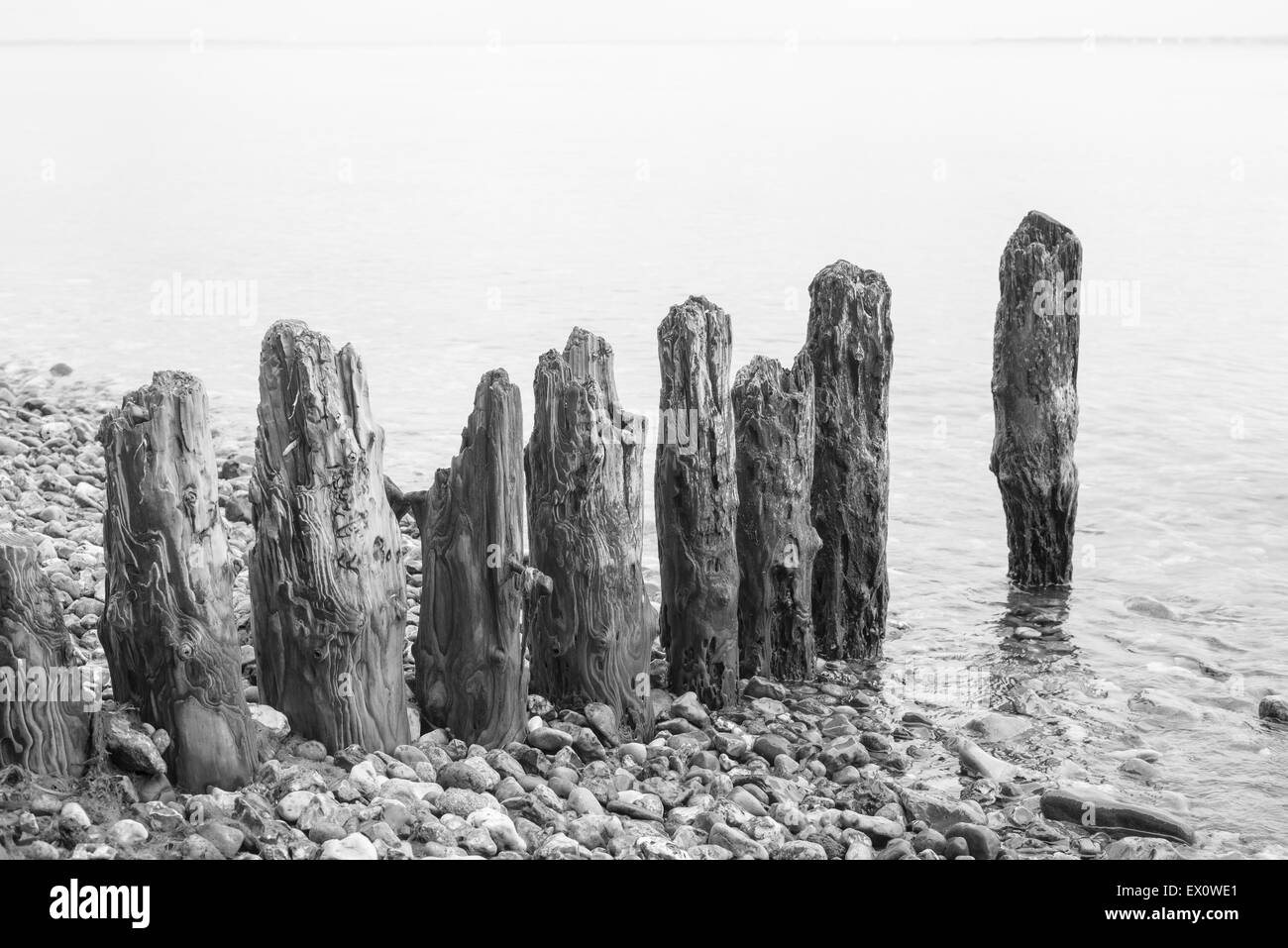 Weathered wooden groin at beach with many pebble stones black and white ...