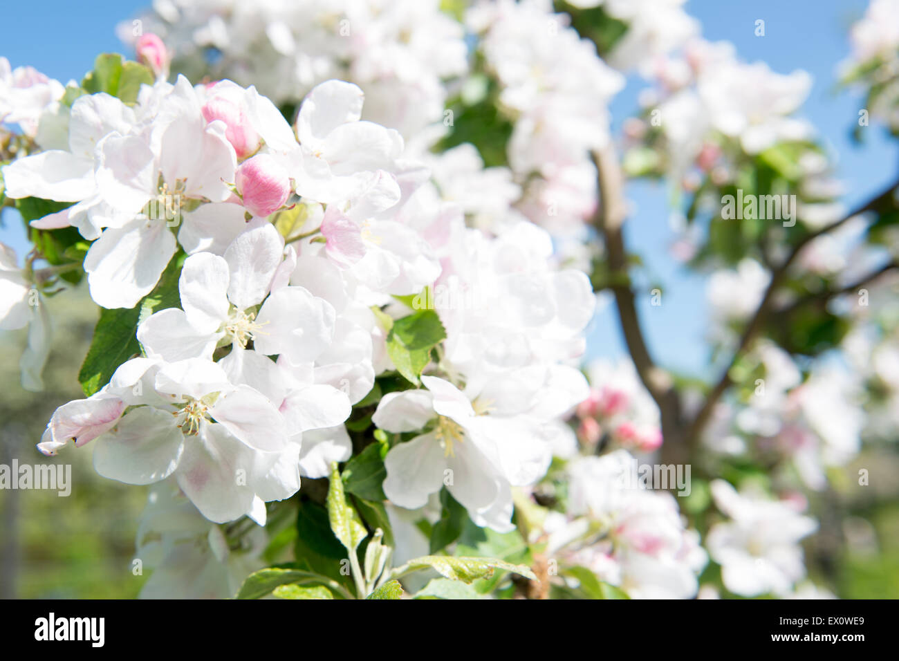 White flowers blooming apple tree hi-res stock photography and images ...