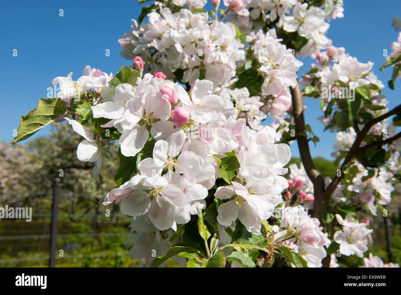White flowers of a blooming apple tree detail Stock Photo - Alamy