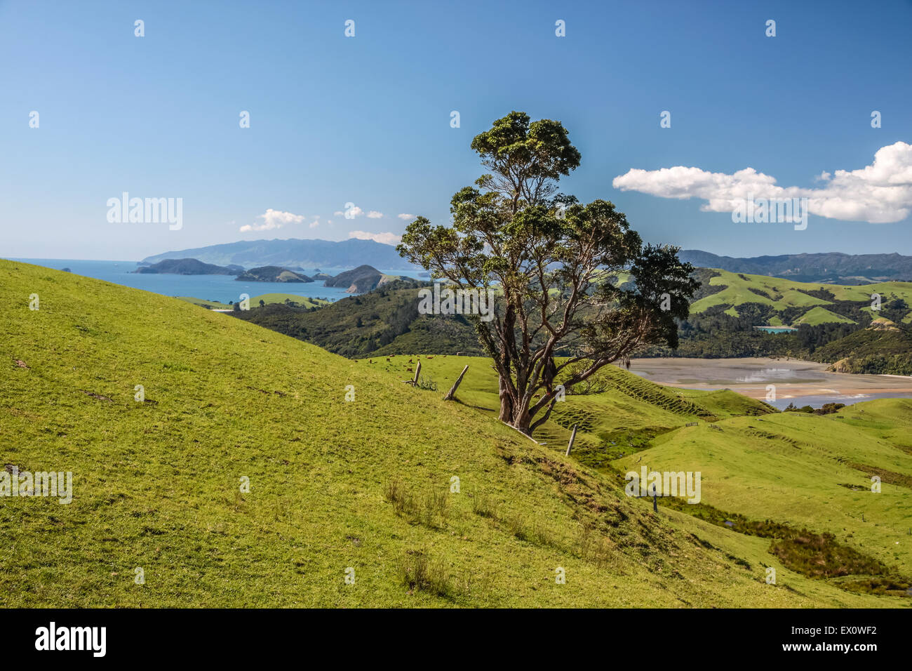 Meadows and hills on the Coromandel Peninsula, North Island, New ...