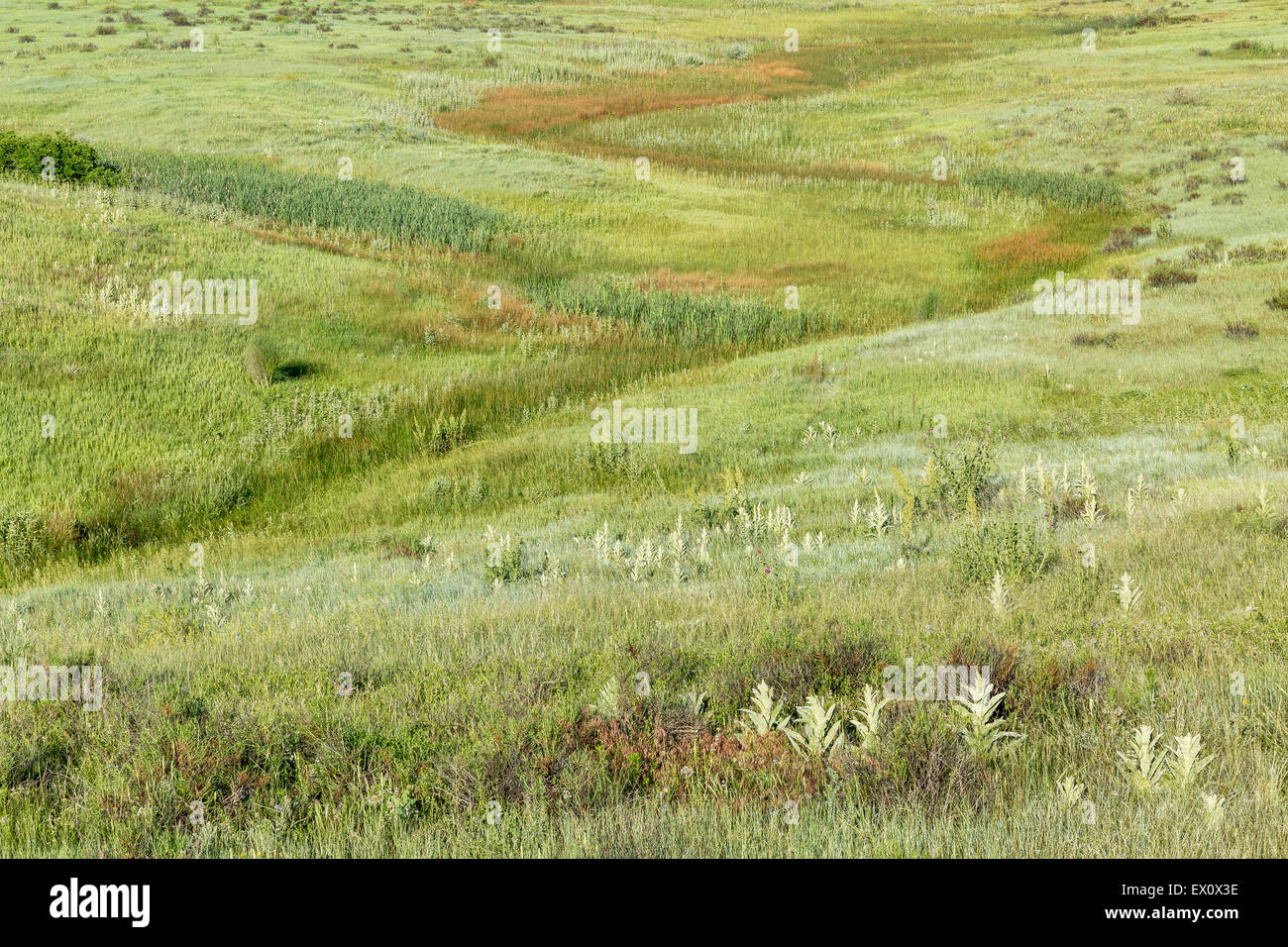 green prairie with wildflowers at Rocky Mountains foothills near Fort ...