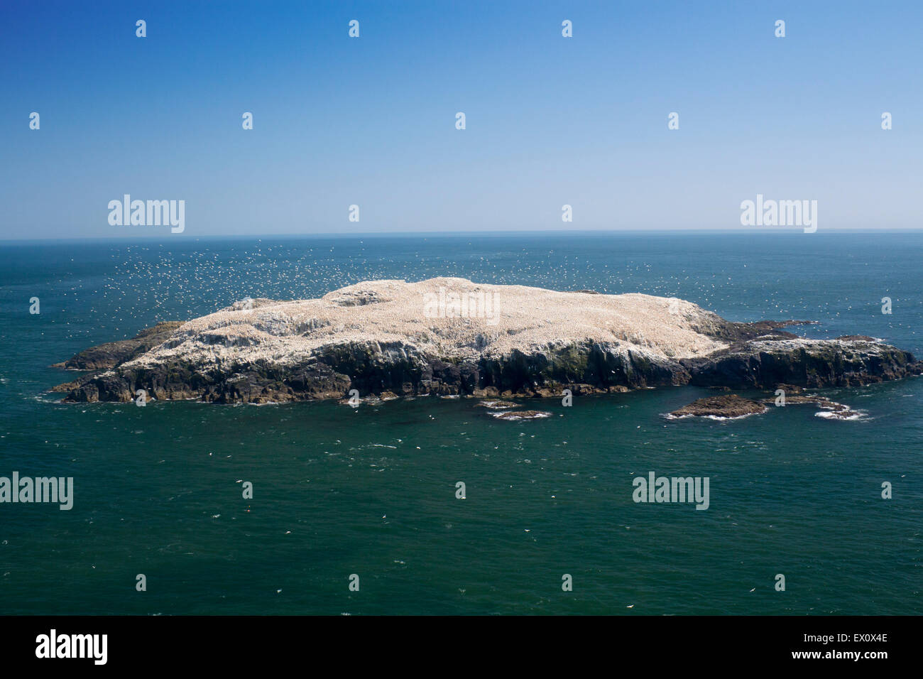 Grassholm Island the third largest colony of gannets in the world ...