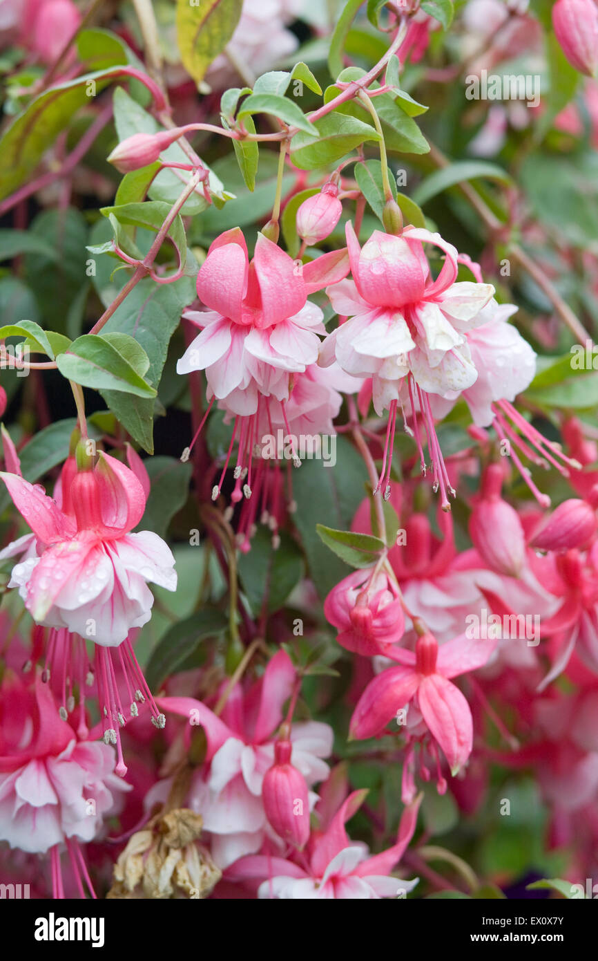 Pale Pink Fuchsia Flowers Stock Photo - Alamy