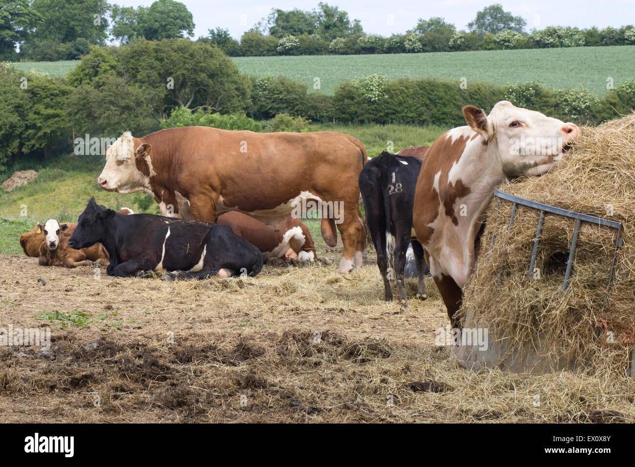 Cows eating hay in field hi-res stock photography and images - Alamy
