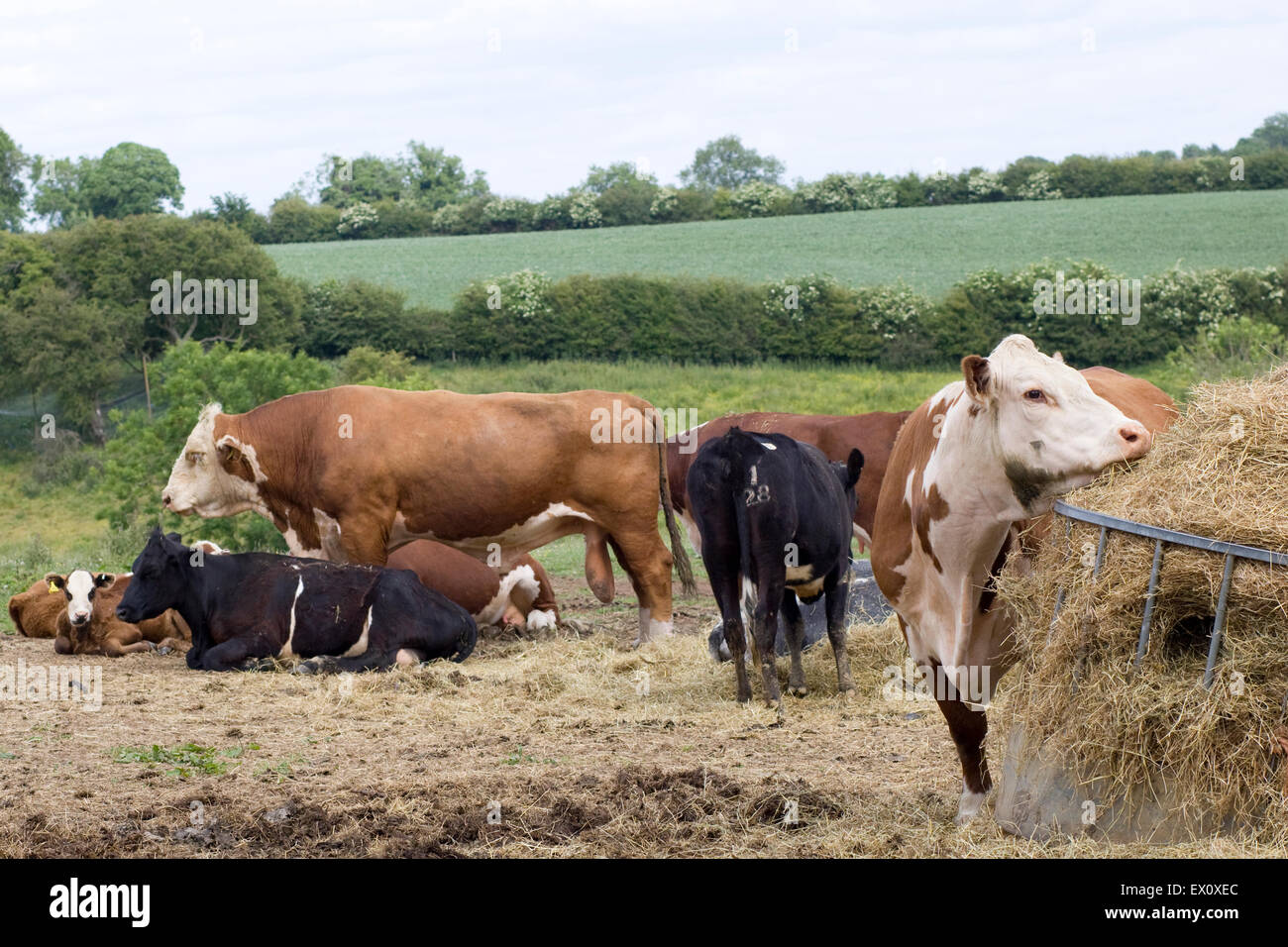 Cattle eating hay hi-res stock photography and images - Alamy