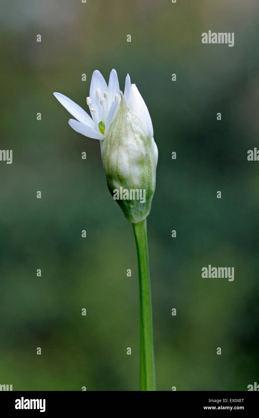 Half open flower hi-res stock photography and images - Alamy