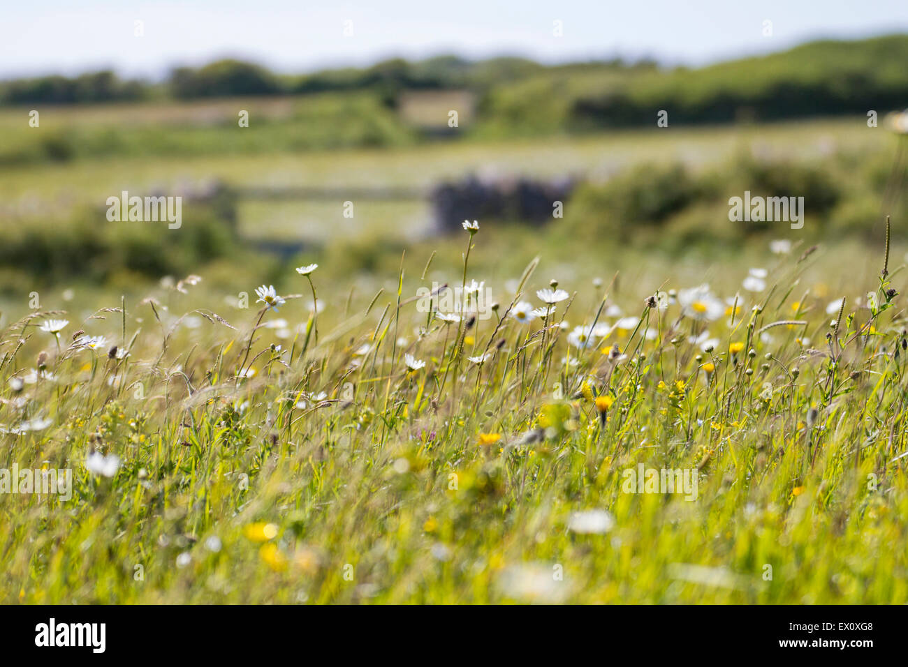 wild flowers in nature meadow with fields Stock Photo - Alamy