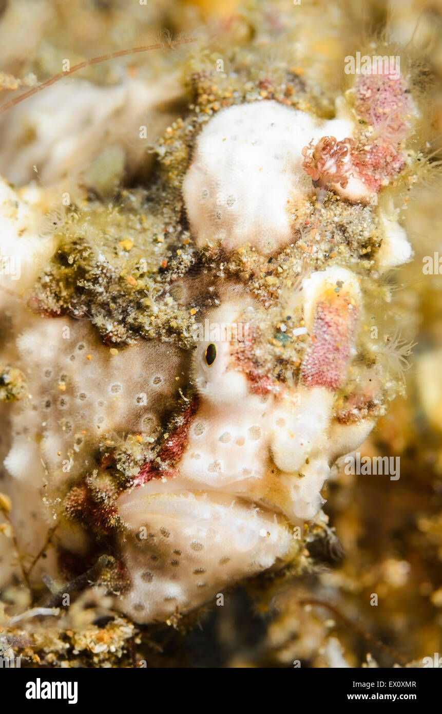 Warty frogfish, Antennarius maculatus, Anilao, Batangas, Philippines ...