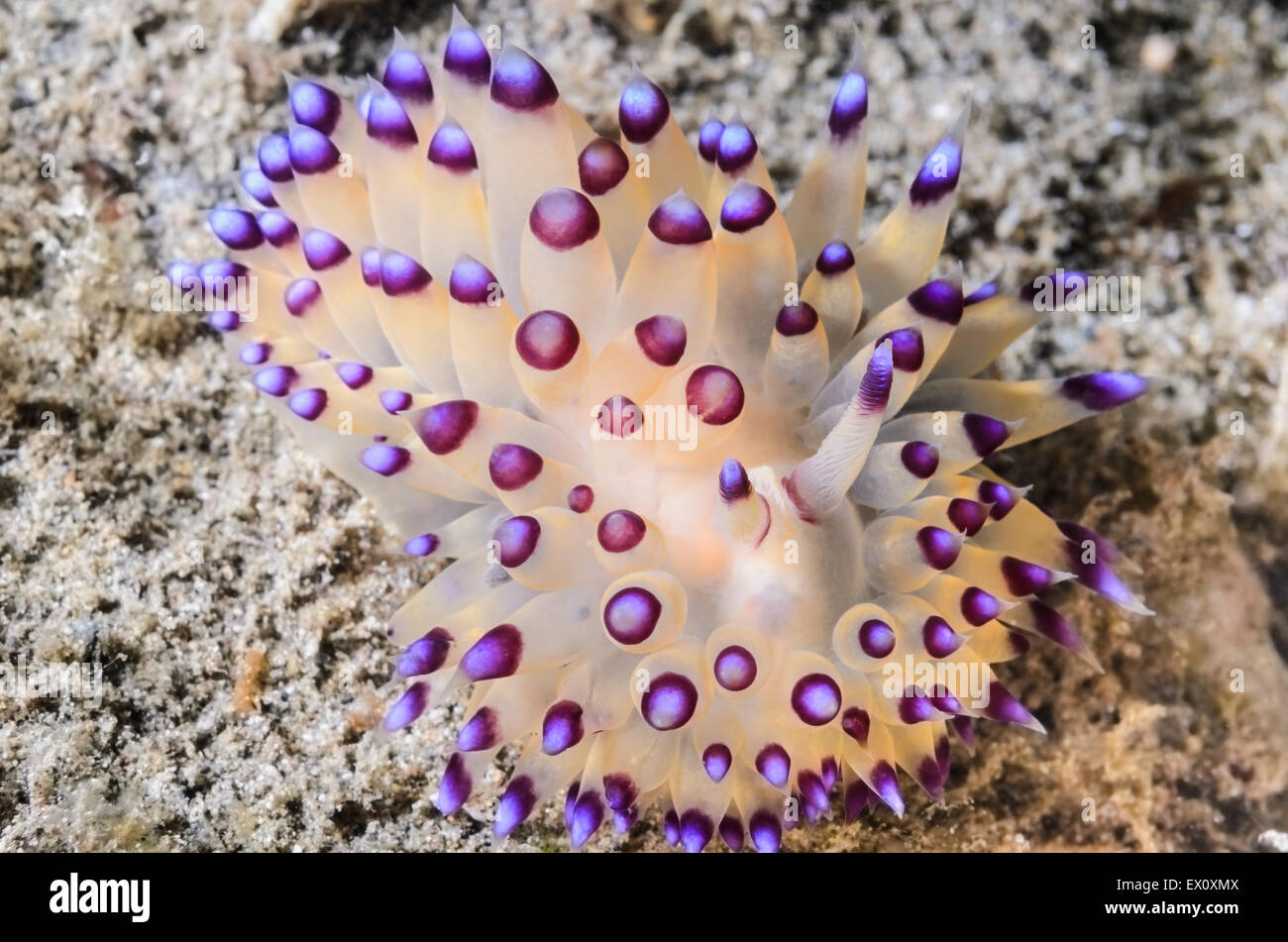sea slug or nudibranch, Janolus savinkini, Anilao, Batangas ...