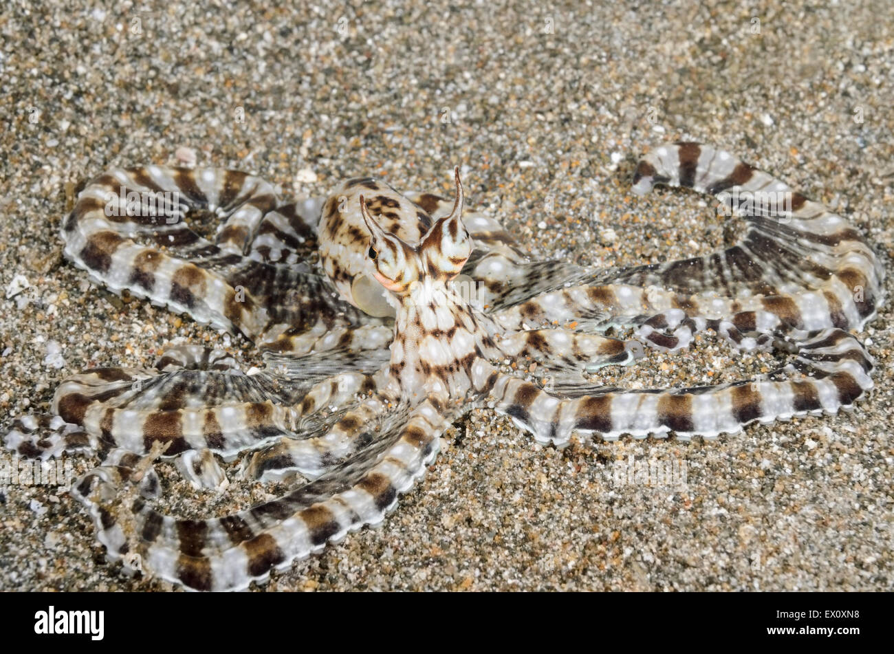 Mimic octopus, Thaumoctopus mimicus, Anilao, Batangas, Philippines ...