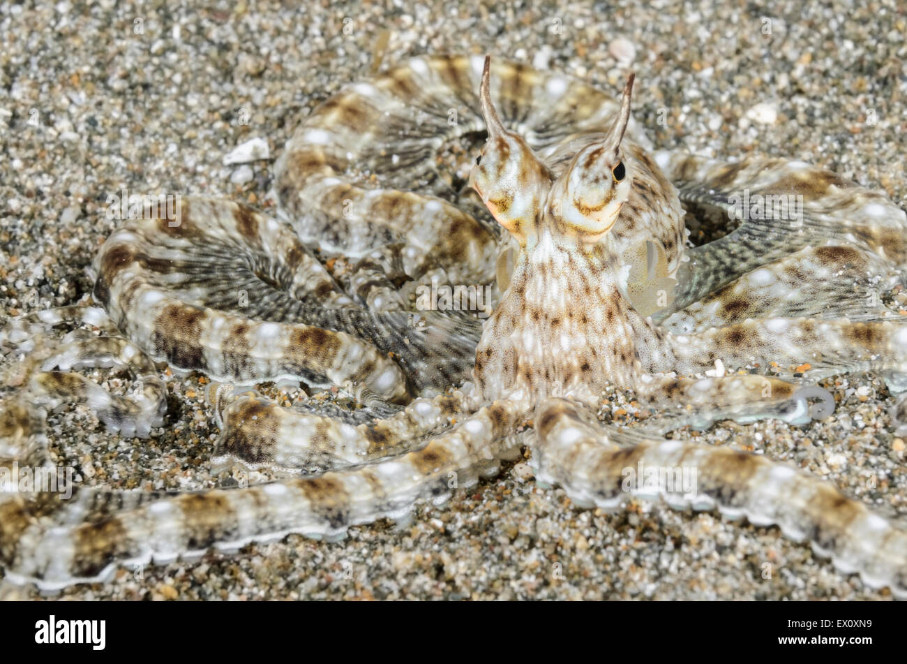 Mimic octopus, Thaumoctopus mimicus, Anilao, Batangas, Philippines ...