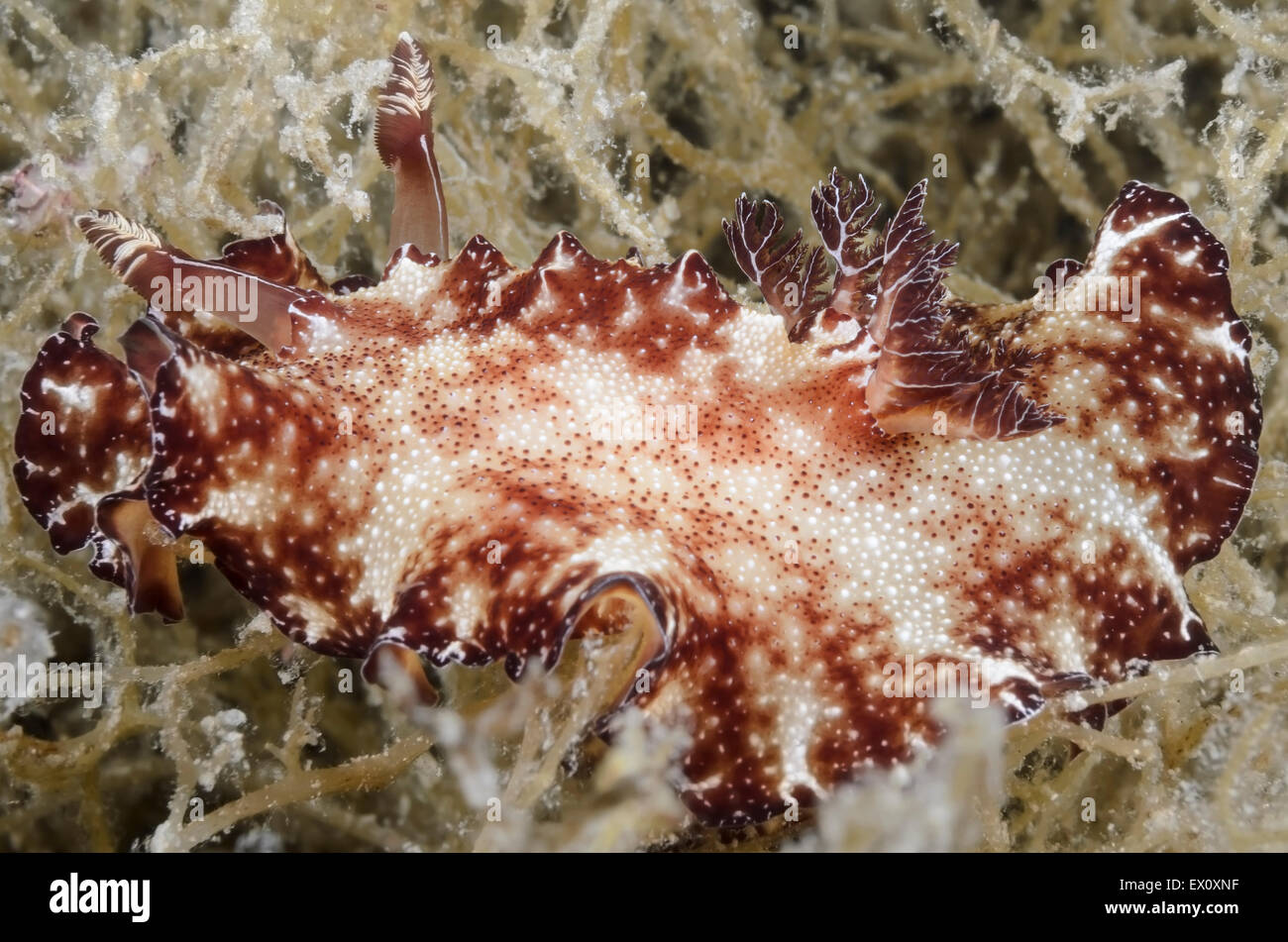 sea slug or nudibranch, Discodoris boholiensis, Anilao, Batangas ...