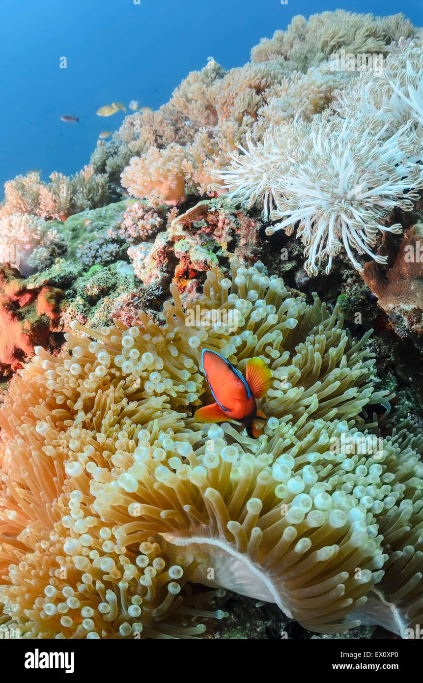 Tomato anemonefish, Amphiprion frenatus, Anilao, Batangas, Philippines ...