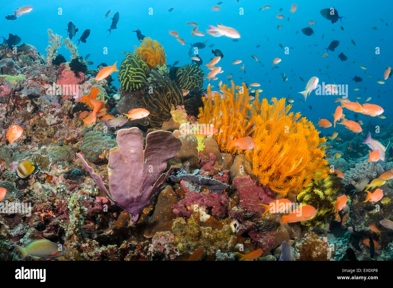 Coral reef scene with Scalefin anthias, Pseudanthias squammipinnis ...