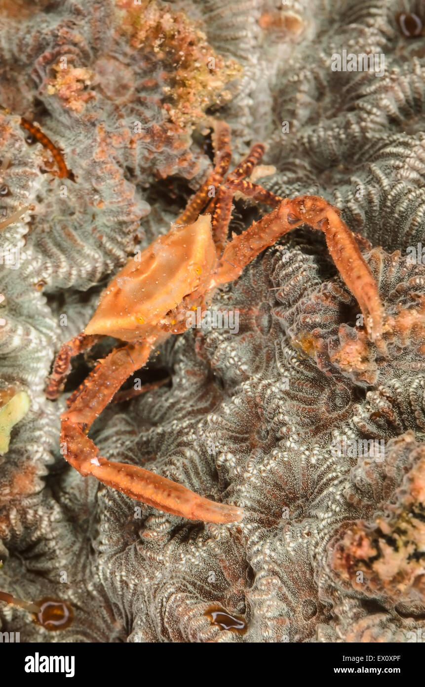 Harrovia longipes hi-res stock photography and images - Alamy