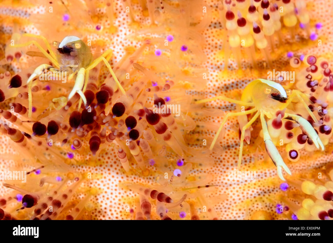 Brooks shrimp hi-res stock photography and images - Alamy